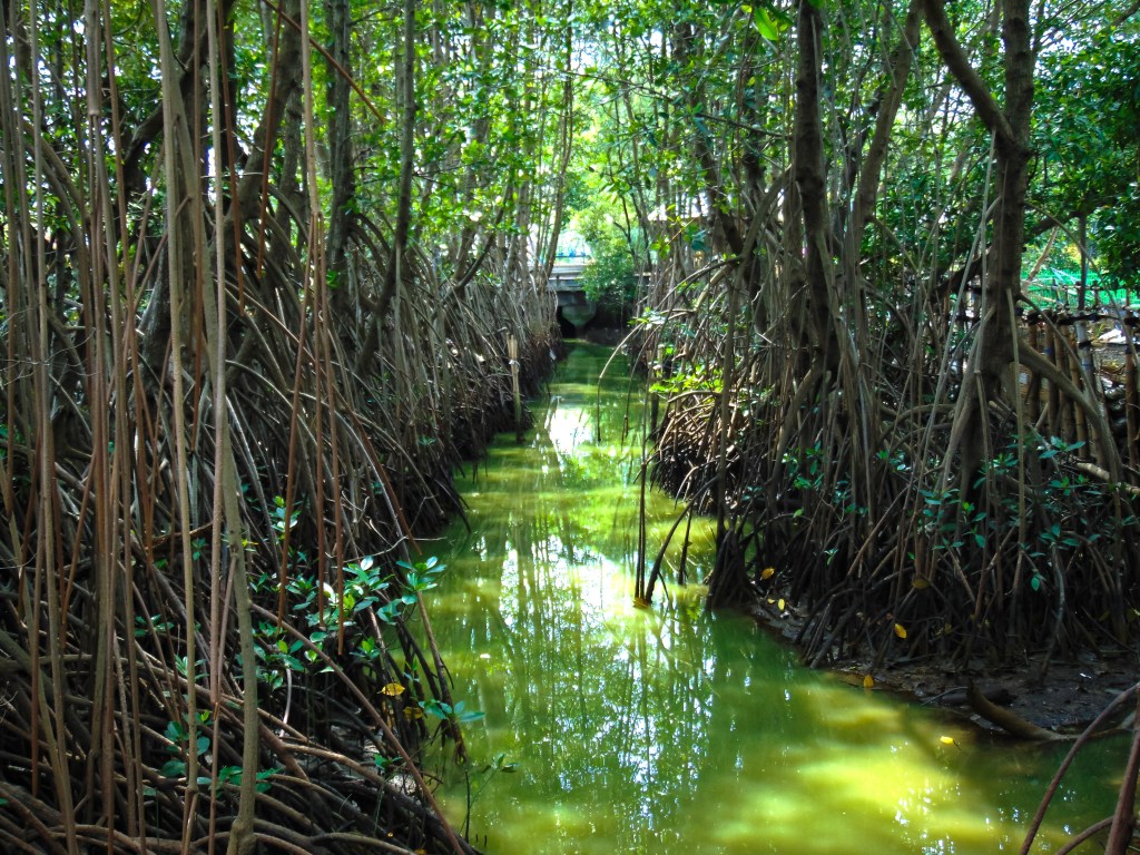 Carbon Governance in Southeast Asia (CGSEA)